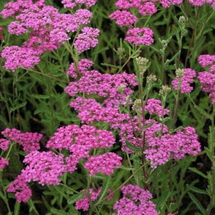 Achillea millefolium 'Lilac Beauty'