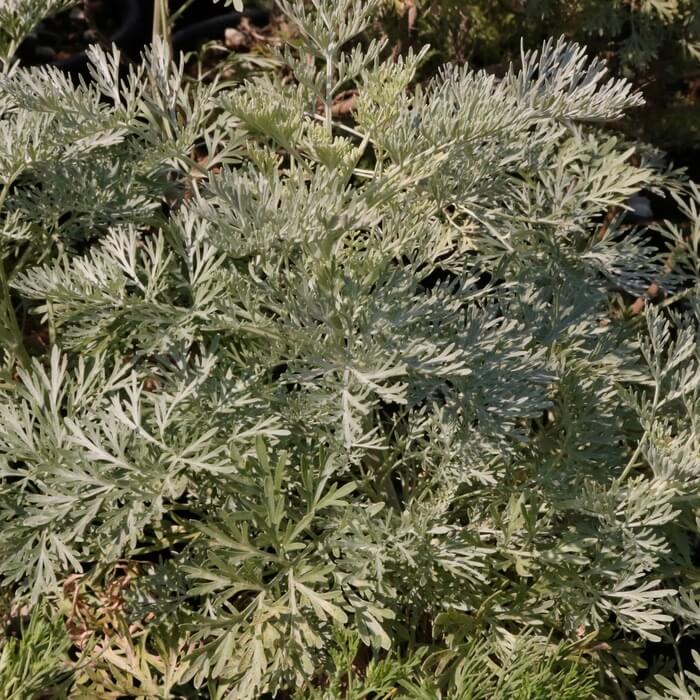 Artemisia arborescens ‘Powis Castle’