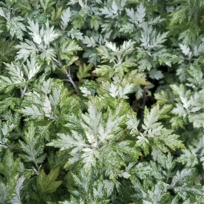 Artemisia momiyamae