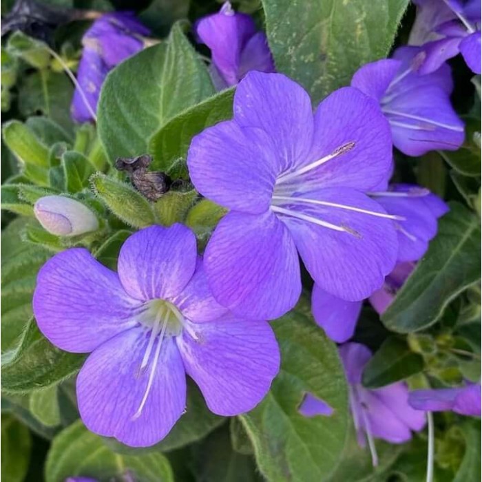 Barleria repens 'Purple Prince'