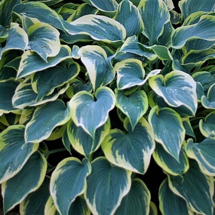 Hosta 'First Frost'