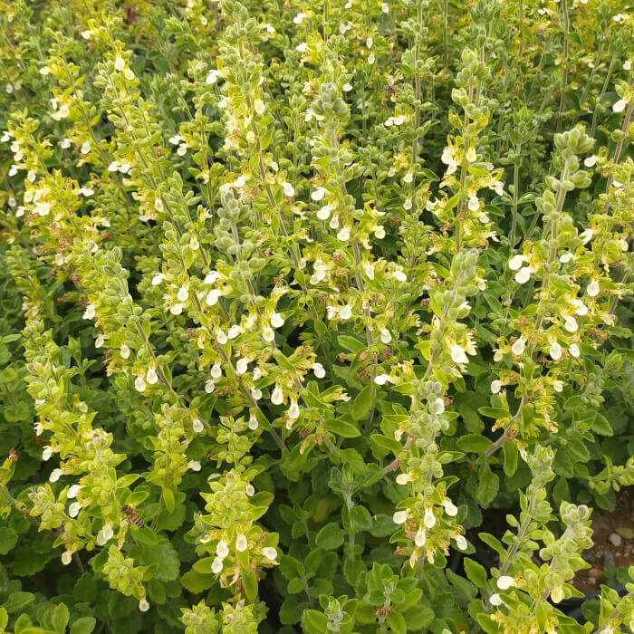 Teucrium flavum ‘Grandiflorum’