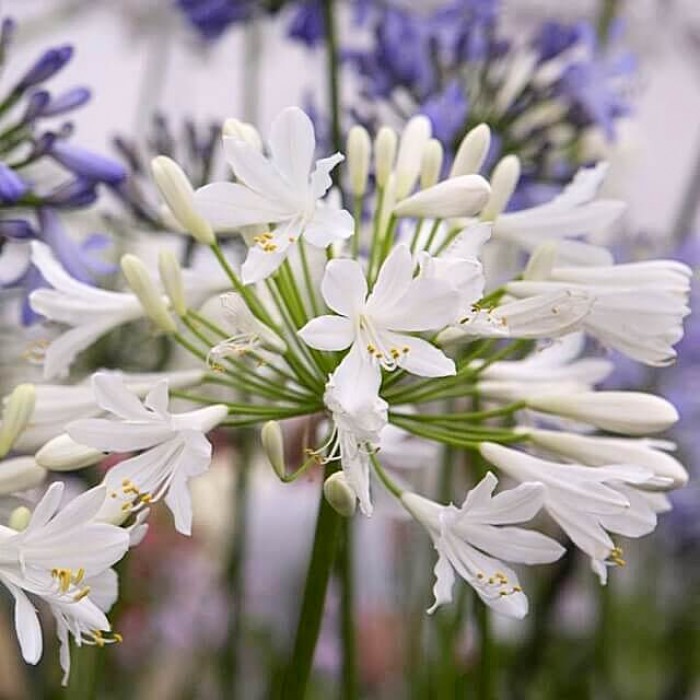 Agapanthus 'Glacier Stream'