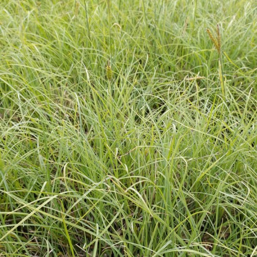 Carex flacca 'Blue Zinger'