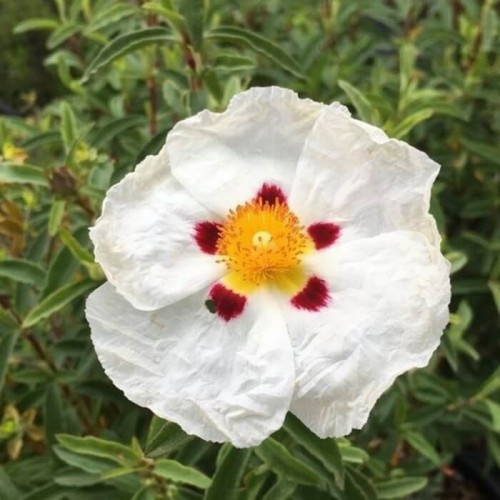 Cistus x purpureus 'Alan Fradd'