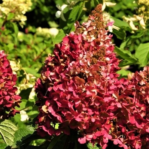 Hydrangea paniculata 'Wim's Red'