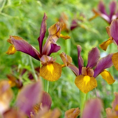 Iris 'Lion King'