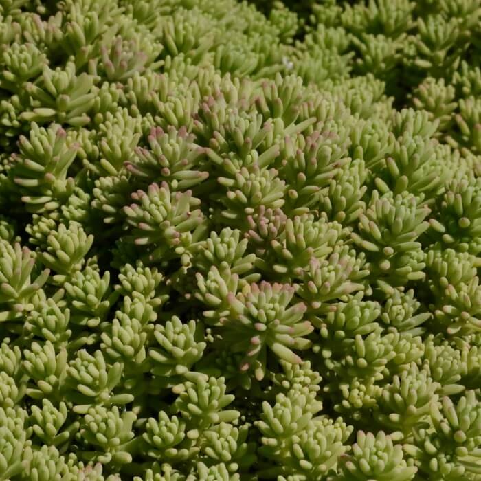 Sedum hispanicum ‘Purple Form’