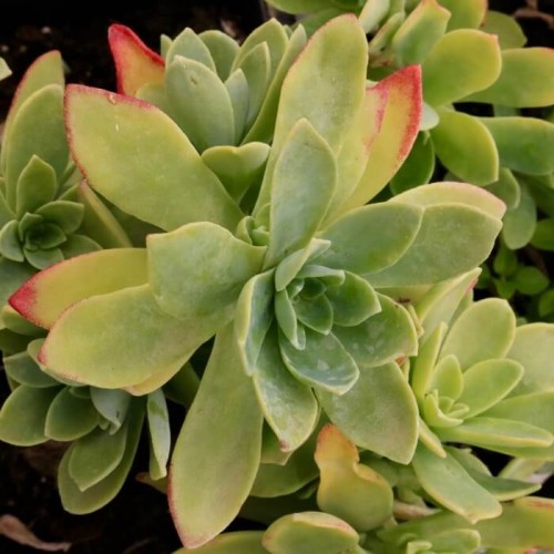 Sedum palmeri