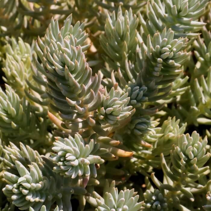 Sedum reflexum