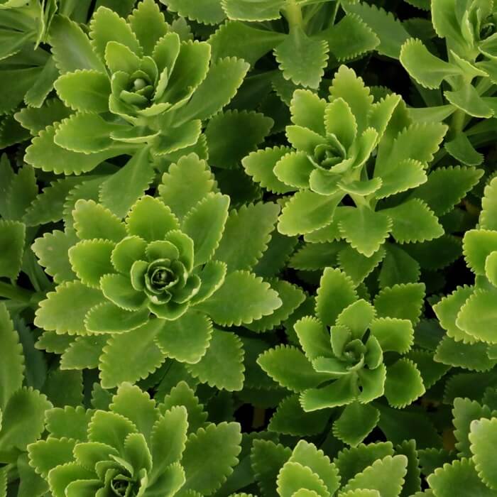 Sedum takesimense