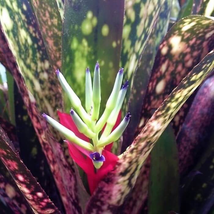 Exclusive Botanicals
