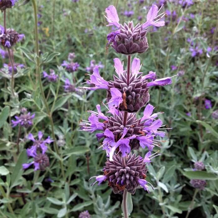 Exclusive Botanicals
